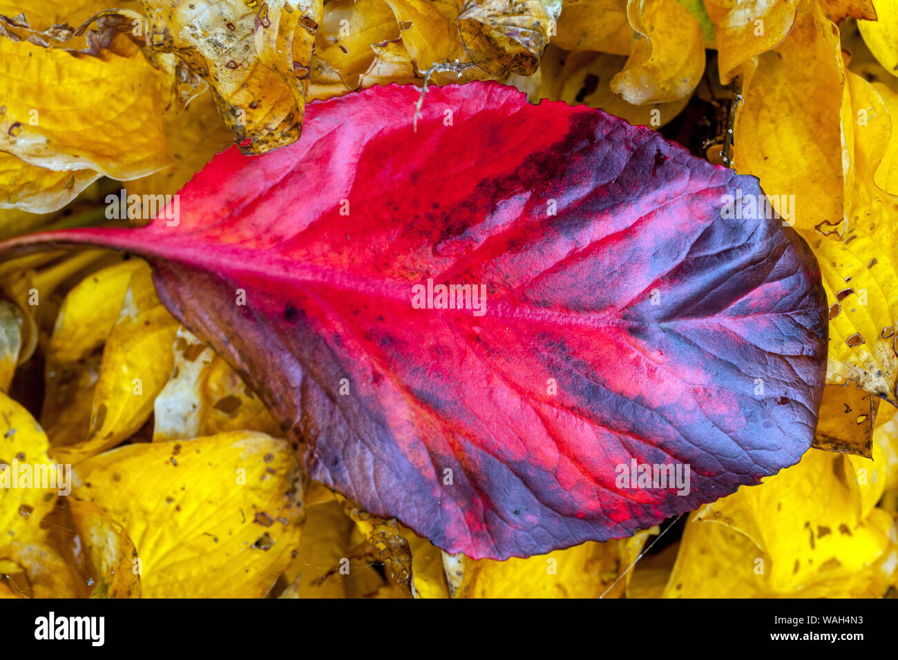 Feuille rouge et jaune Banque de photographies et d’images à haute ...