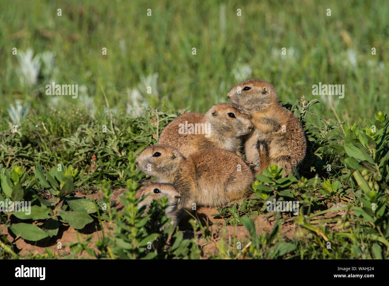 Environnement des prairies et rongeurs Banque de photographies et d ...