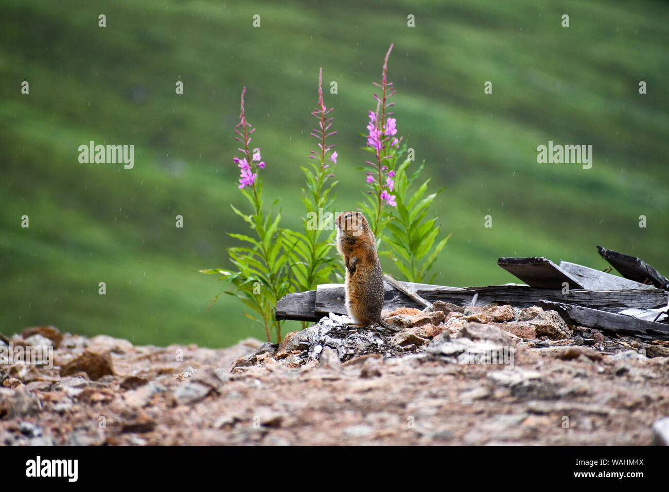 Animaux sous la pluie Banque de photographies et d’images à haute ...