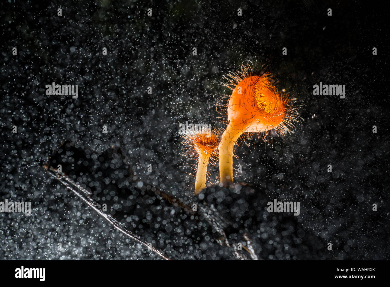 Phylum ascomycota Banque de photographies et d’images à haute ...