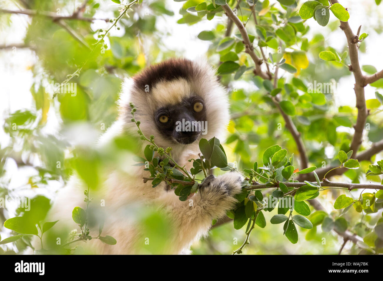L'Afrique, Madagascar, Berenty Réserve. Portrait d'un propithèque de ...