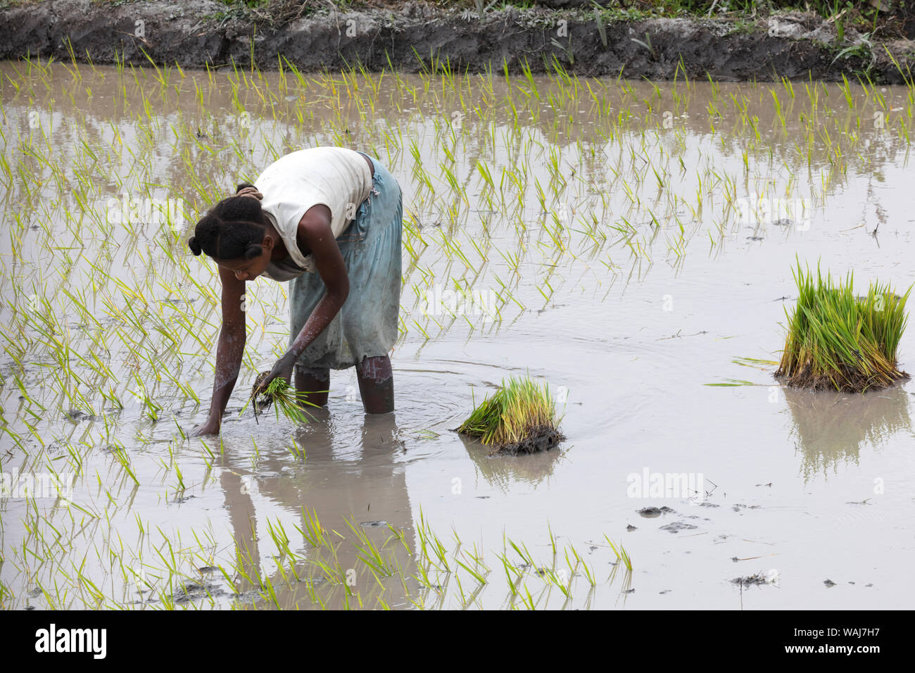 L'Afrique, Madagascar, route de Fort Dauphin à Berenty Réserve. Femme ...