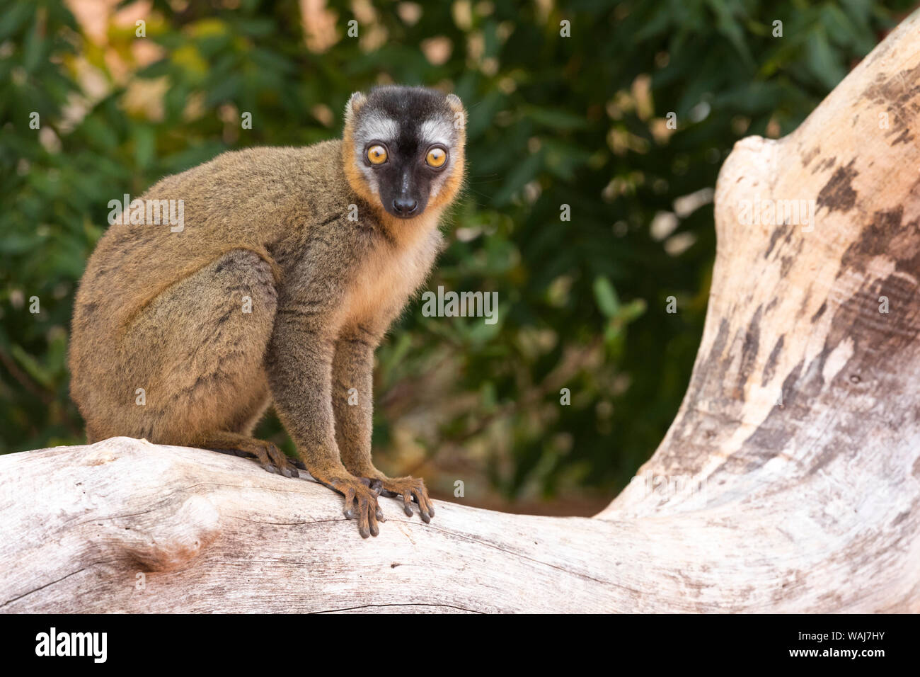 L'Afrique, Madagascar, Berenty Réserve. Portrait d'une femelle lémurien ...