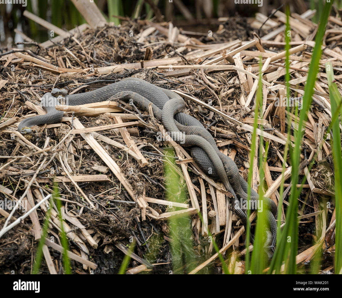 Accouplement de serpents Banque de photographies et d’images à haute ...
