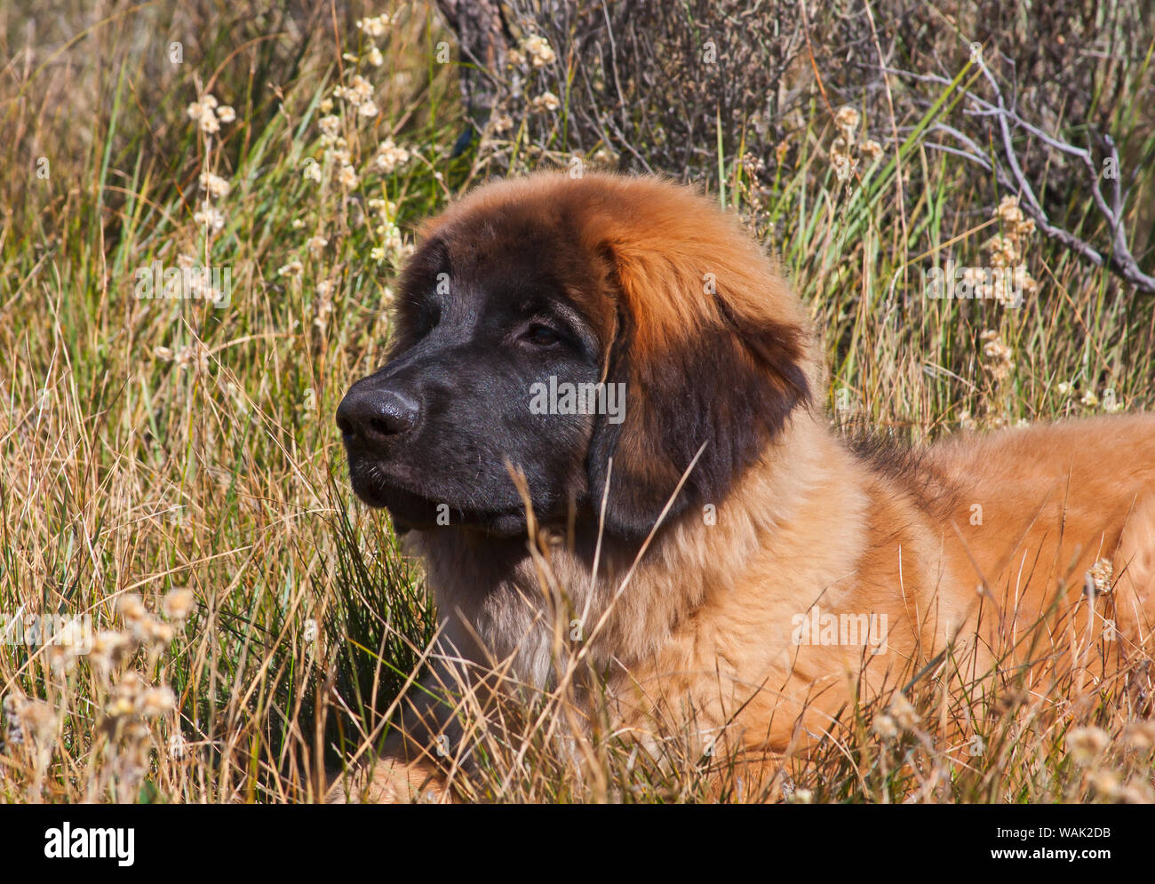 Leonberger puppy Banque de photographies et d’images à haute résolution ...