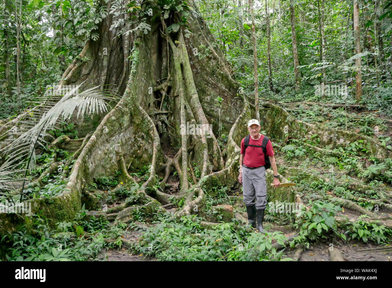 Parc national de l'Amazonie, au Pérou. Homme debout par les racines d ...