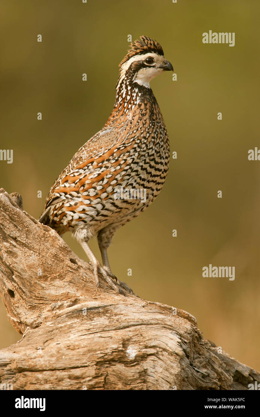 Northern bobwhite colinus virginianus Banque de photographies et d ...