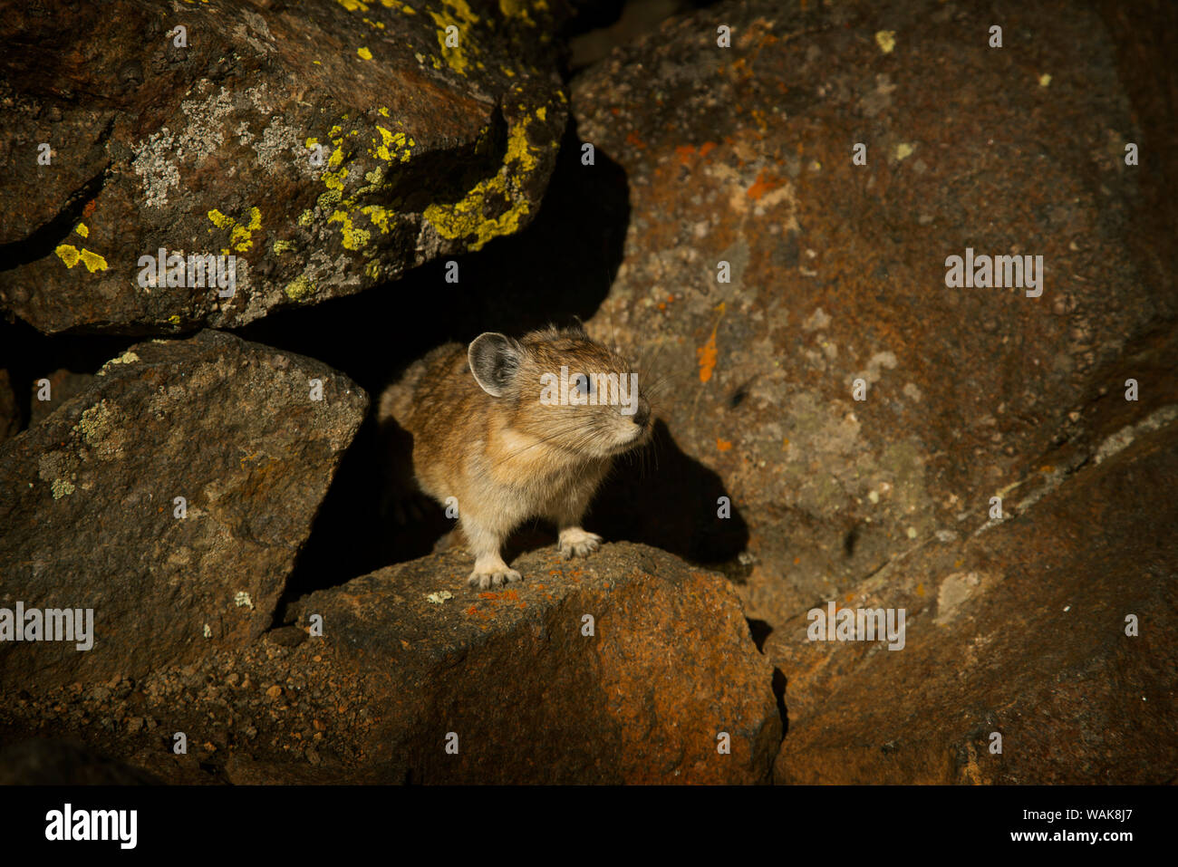 Pika don Banque de photographies et d’images à haute résolution - Alamy