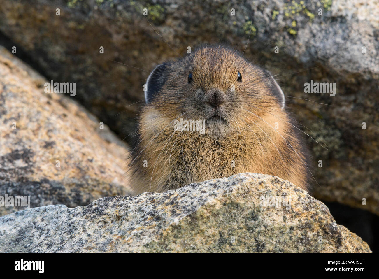 Pika américain Banque de photographies et d’images à haute résolution ...