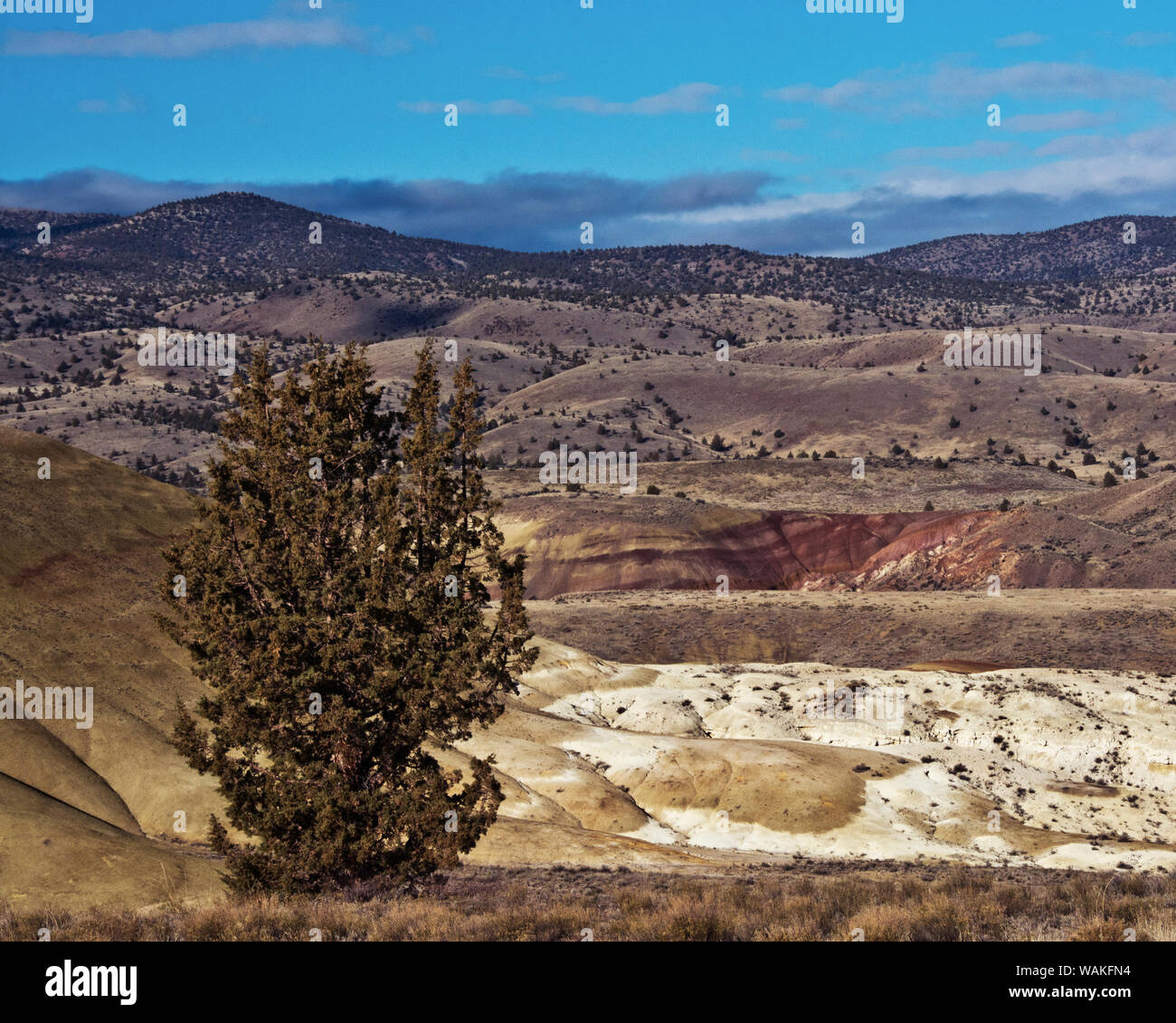 Juniper hills Banque de photographies et d’images à haute résolution ...
