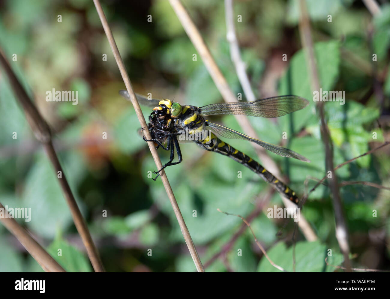 Alimentation de libellule Banque de photographies et d’images à haute ...