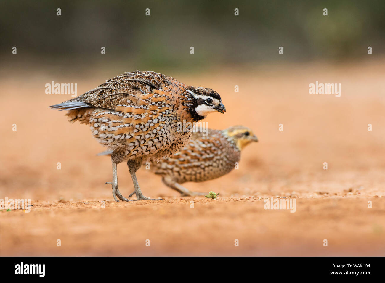 Northern bobwhite colinus virginianus Banque de photographies et d ...