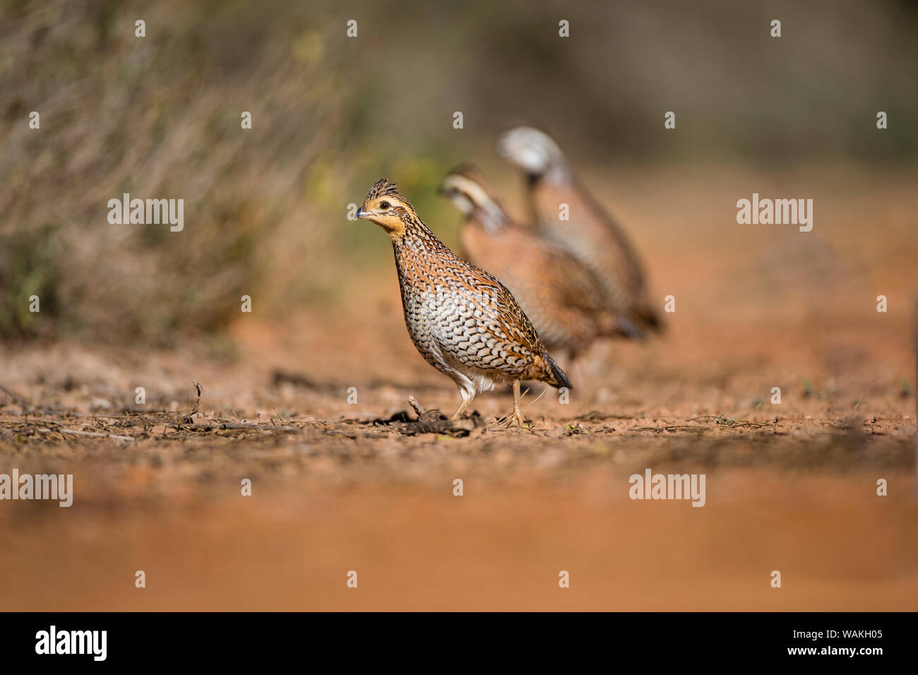 Northern bobwhite colinus virginianus Banque de photographies et d ...