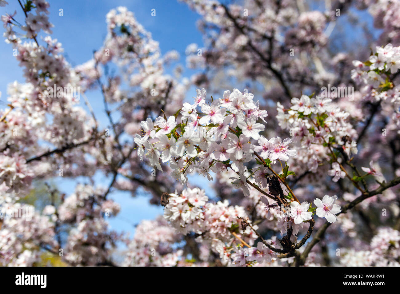 Prunus nipponica brillant Banque de photographies et d’images à haute ...