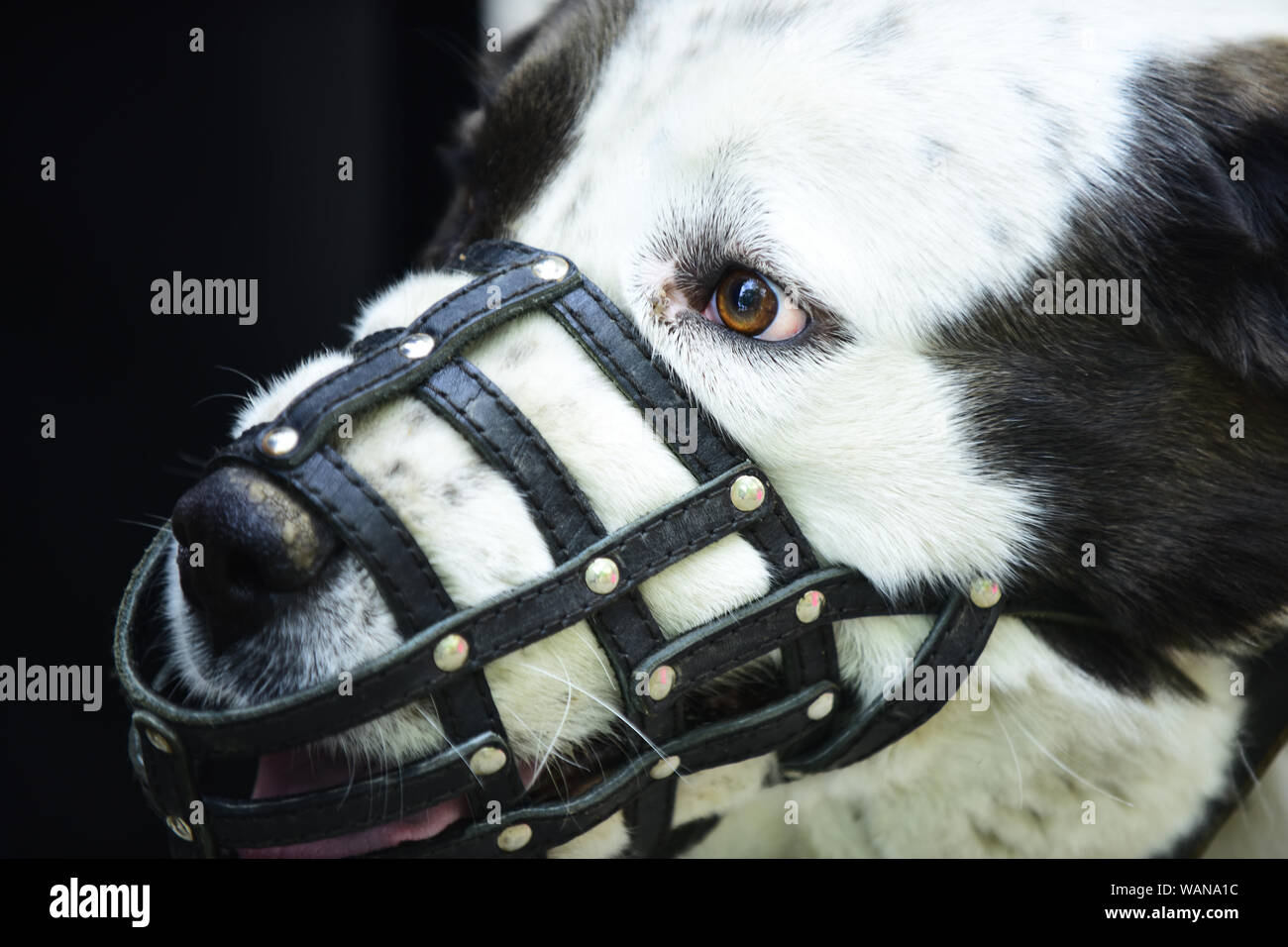 Chien de garde muselé Banque de photographies et d’images à haute ...