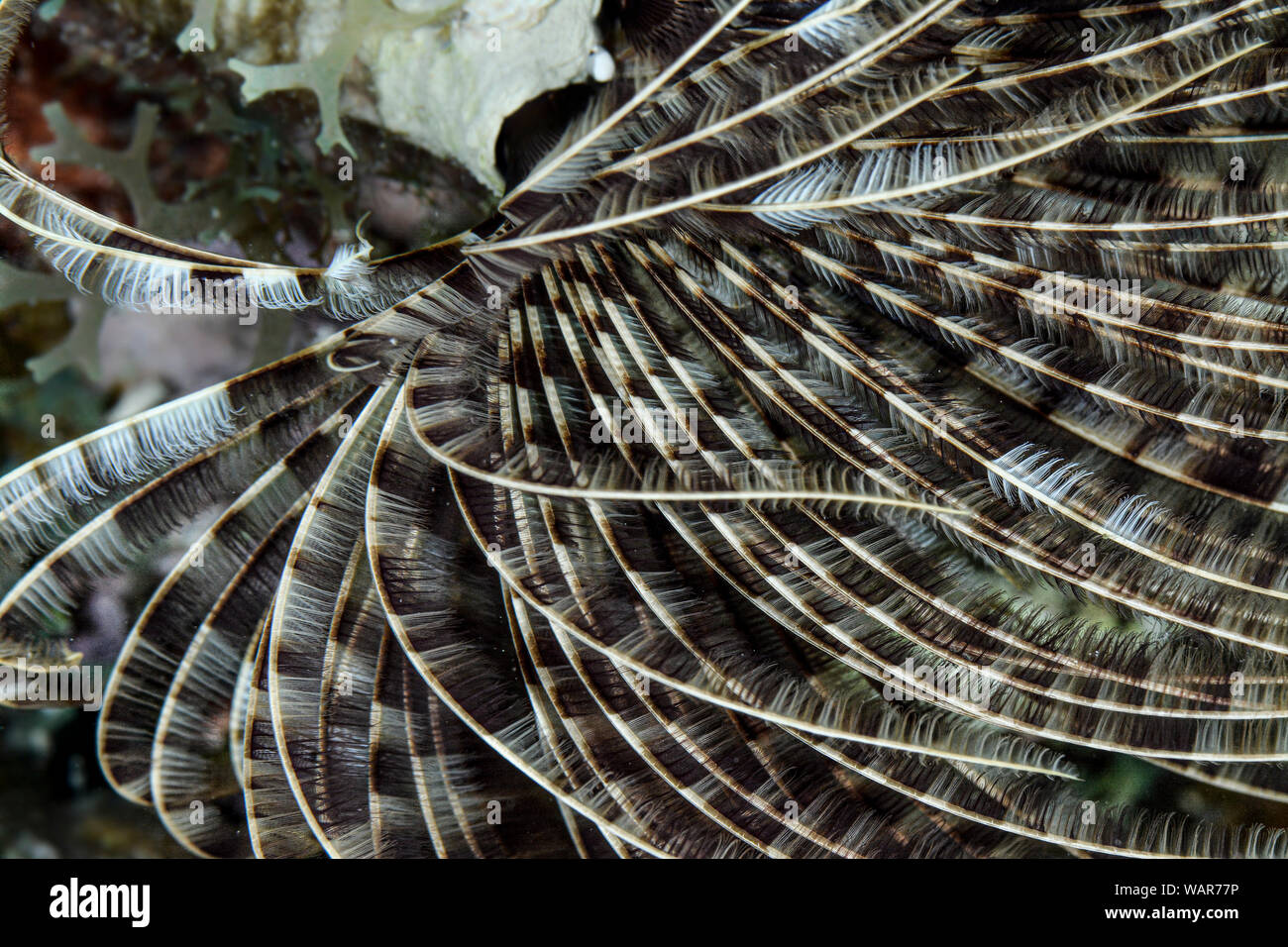 Plume de mer Banque de photographies et d’images à haute résolution - Alamy