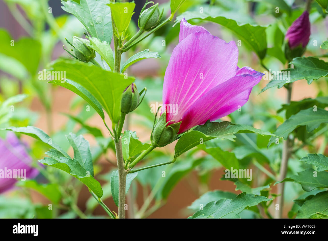 Fleurs d'hibiscus syriacus Banque de photographies et d’images à haute ...