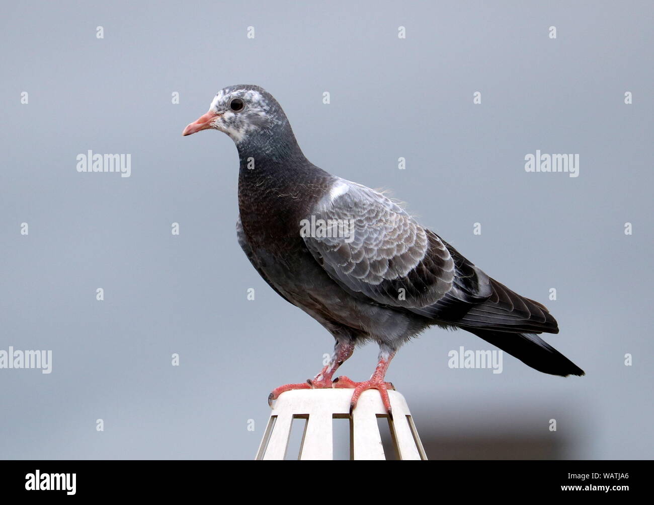 Gros pigeon Banque de photographies et d’images à haute résolution - Alamy
