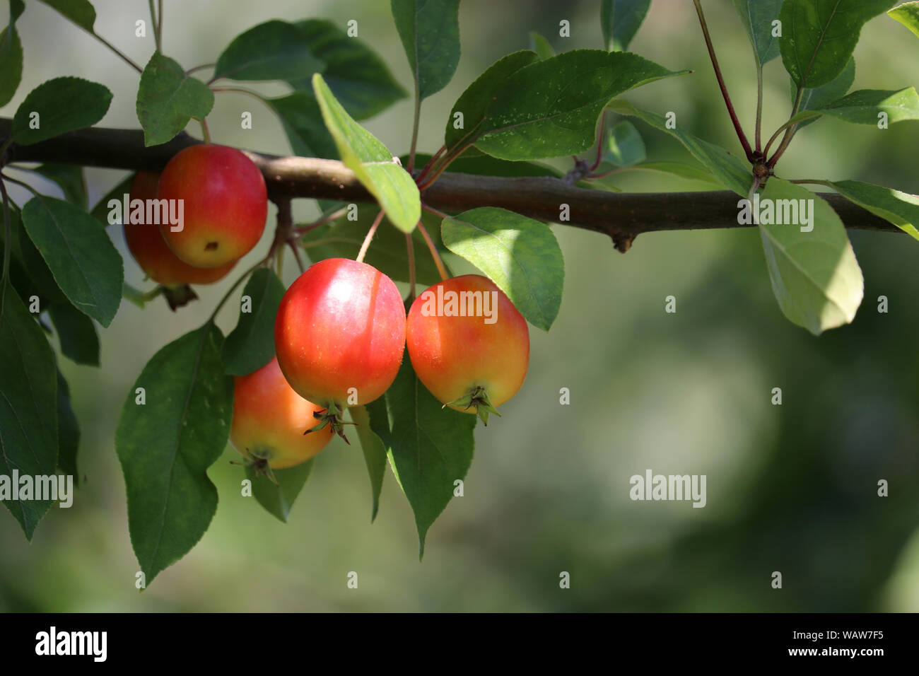 Arbre fruitier pour un petit jardin Banque de photographies et d’images ...