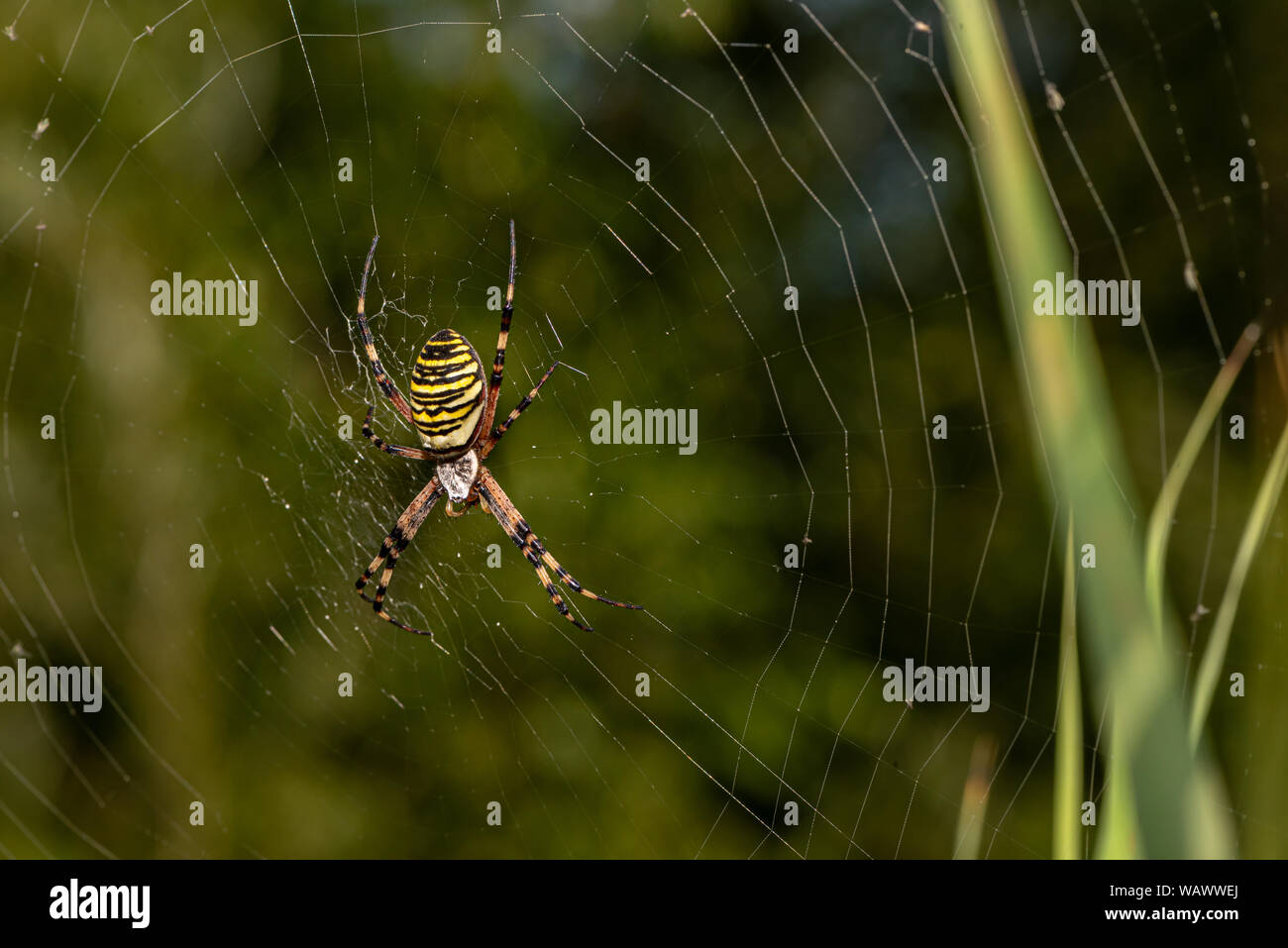 Argiope Spider Banque d'image et photos - Alamy