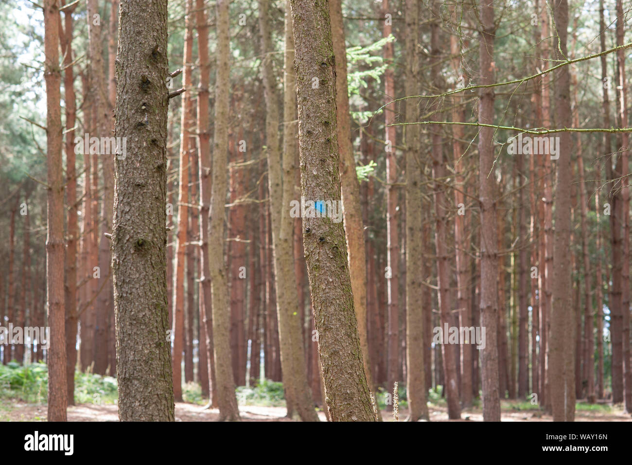 Point bleu Banque de photographies et d’images à haute résolution - Alamy