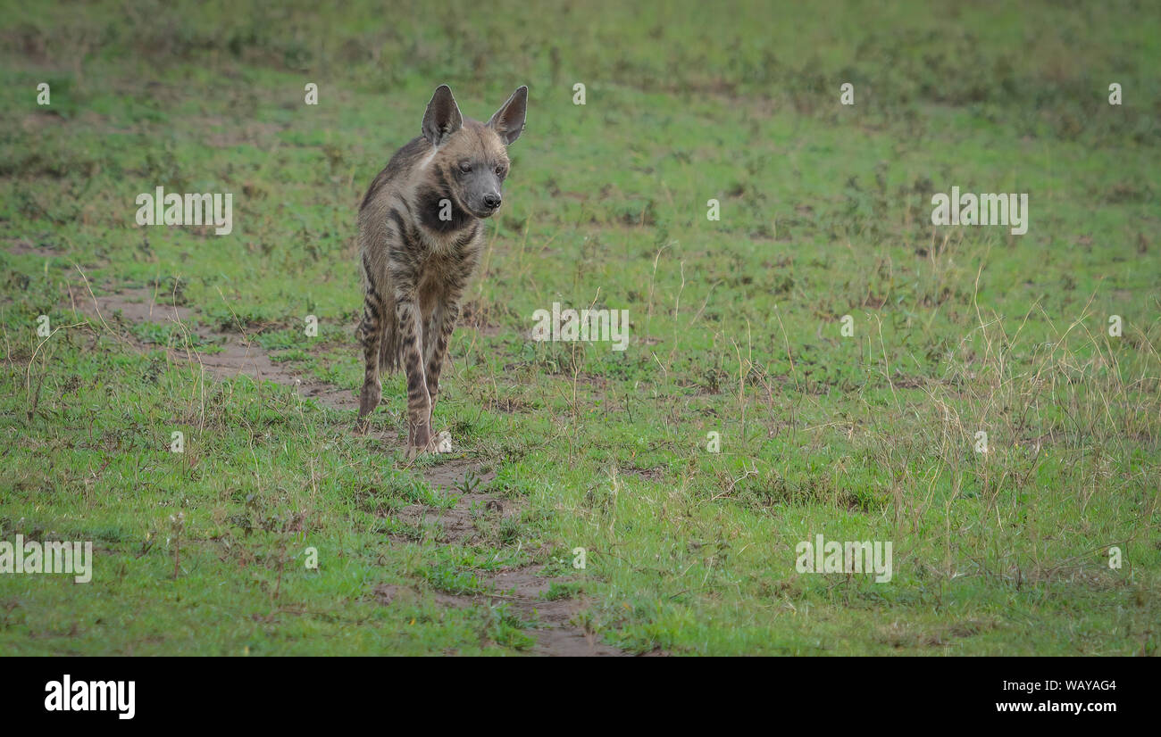 Hyène rayé Banque de photographies et d’images à haute résolution - Alamy