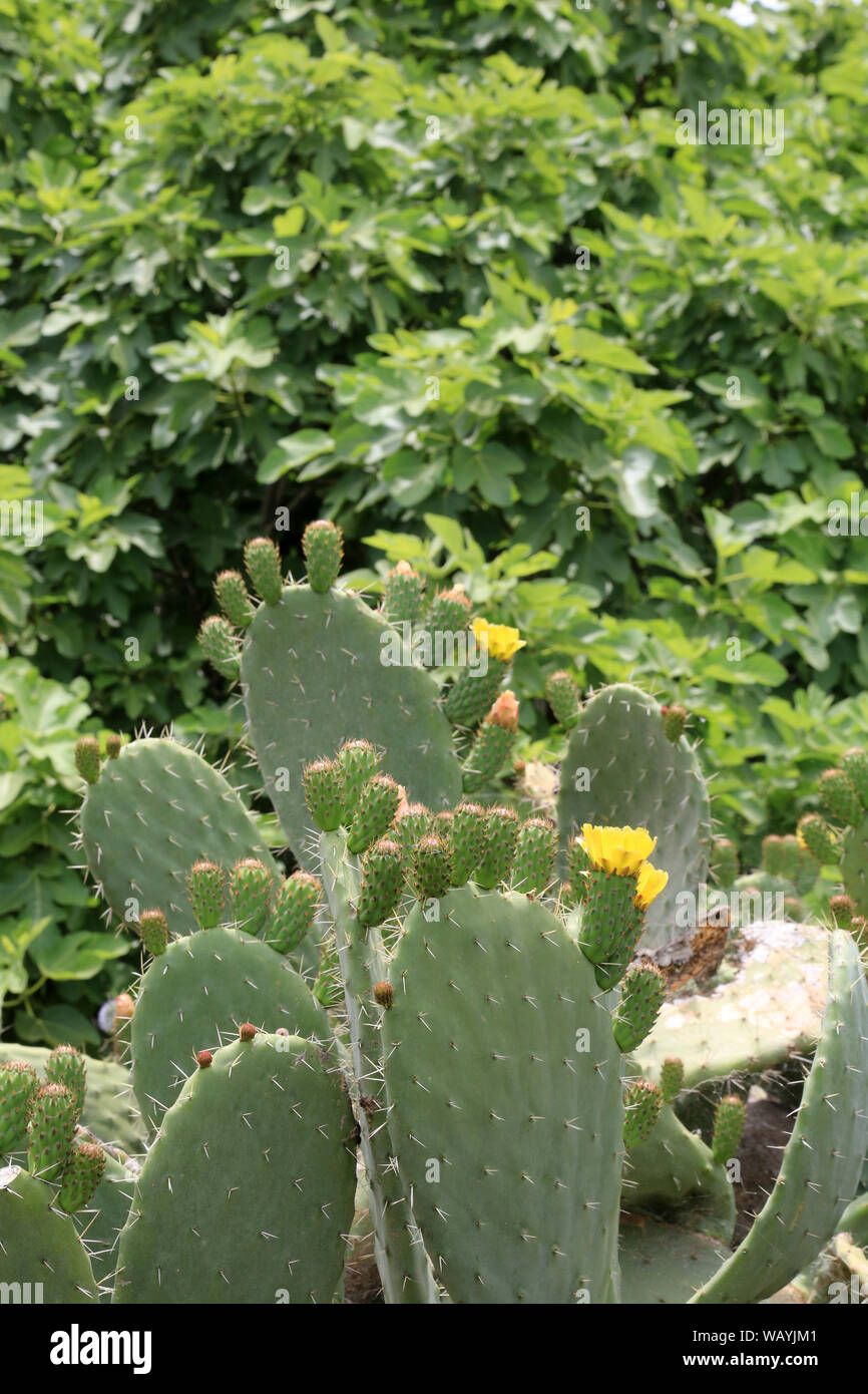 Sabra plant Banque de photographies et d’images à haute résolution - Alamy