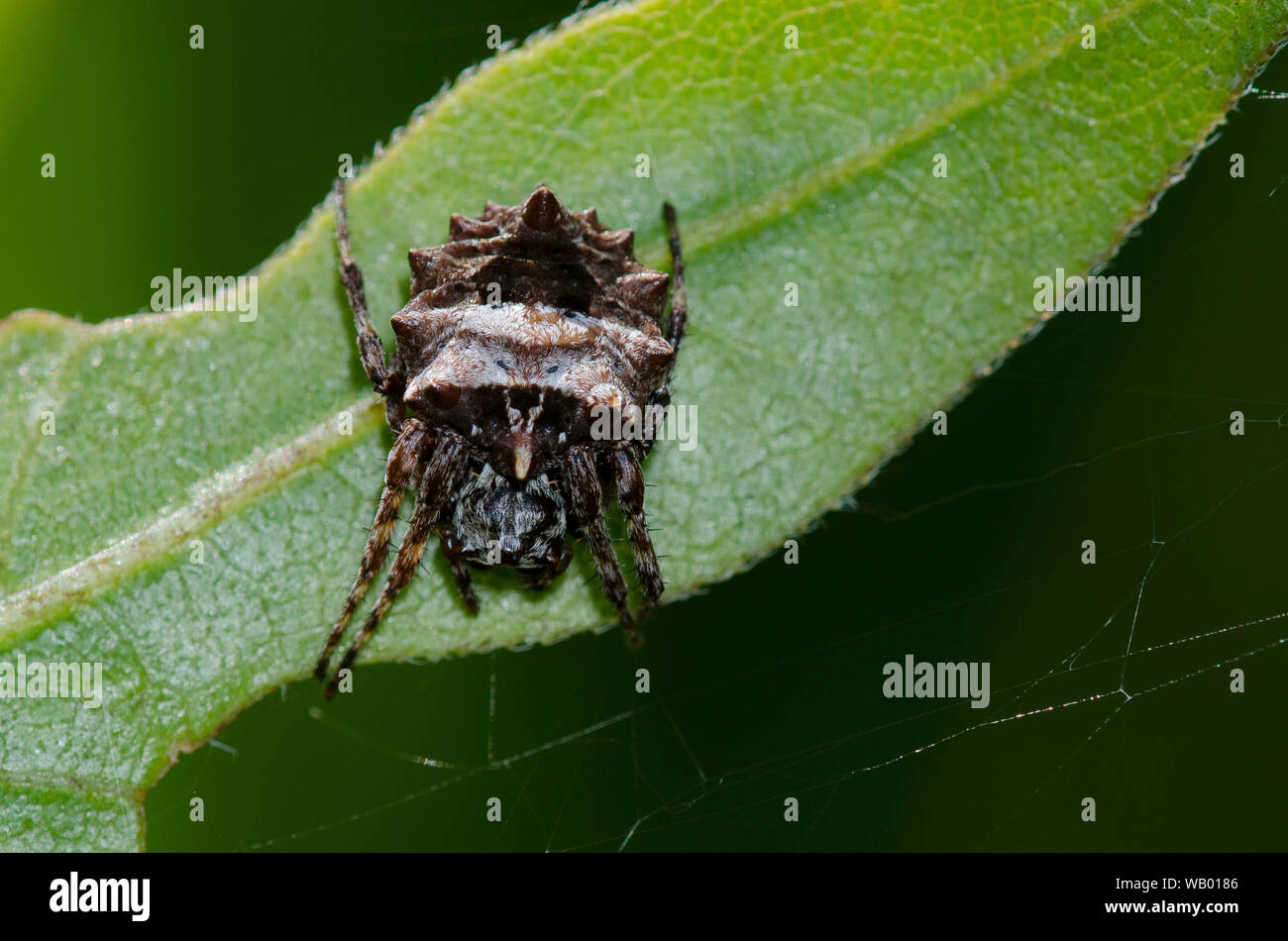 Rick evans grandview zone de gestion de la faune des prairies Banque de ...