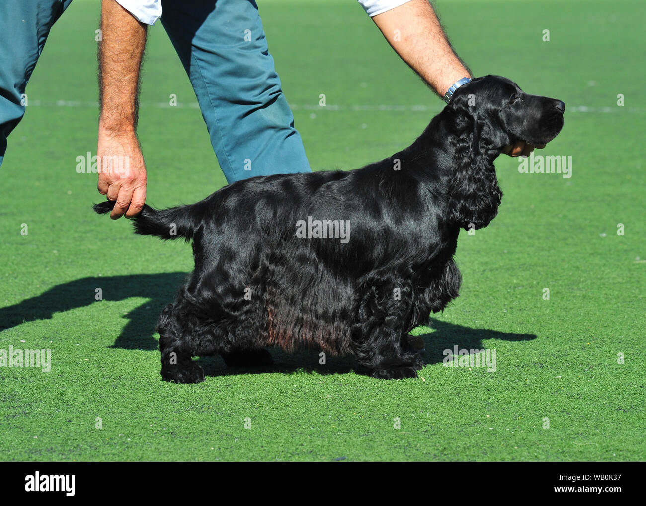 Cocker spaniel black Banque de photographies et d’images à haute ...