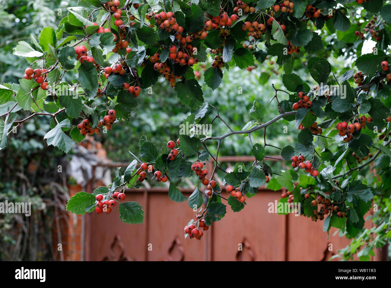 Les fruits rouges de Crataegus monogyna, connu comme l'aubépine ou de ...