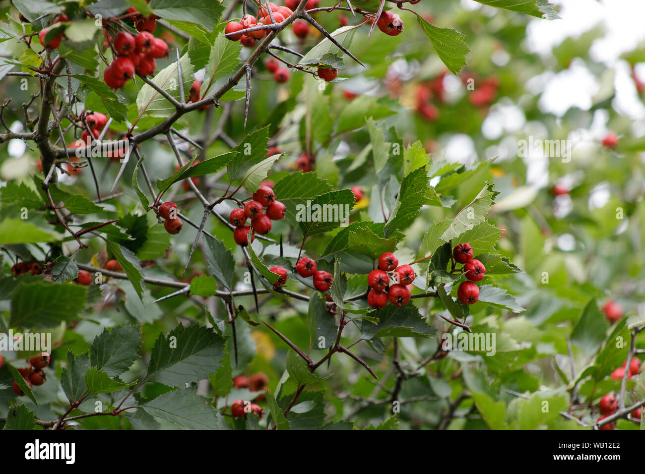 Les fruits rouges de Crataegus monogyna, connu comme l'aubépine ou de ...