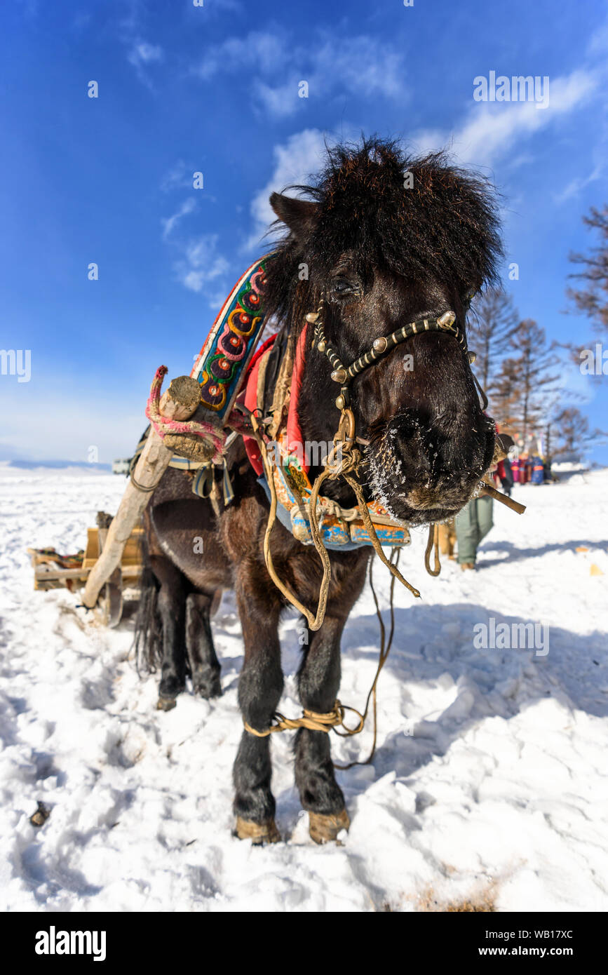 Joug de cheval Banque de photographies et d’images à haute résolution ...