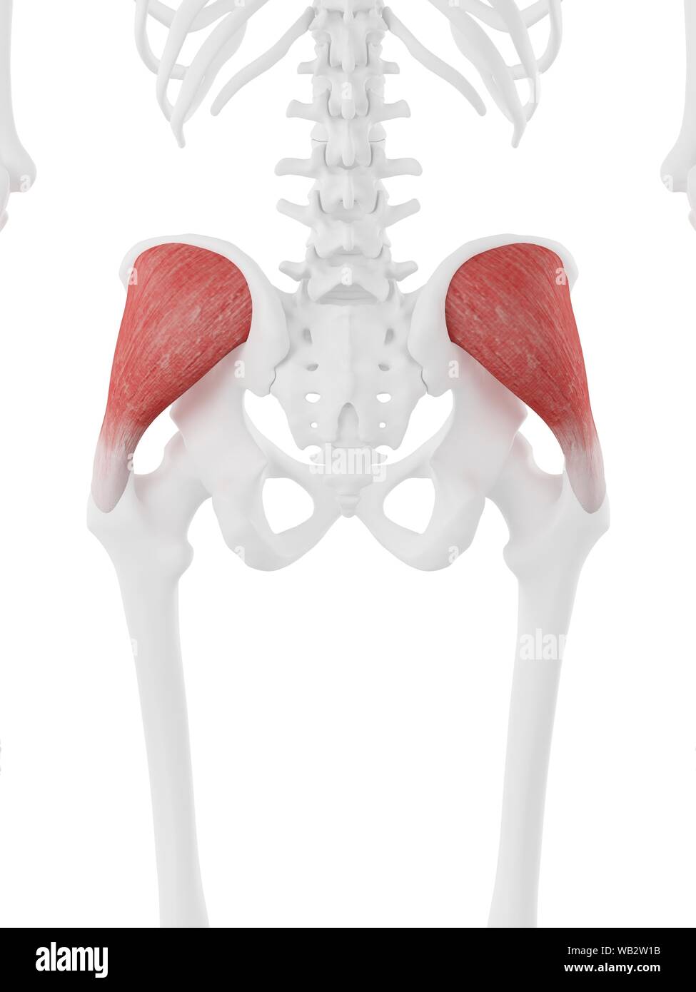 Le muscle moyen fessier, illustration de l'ordinateur Photo Stock - Alamy