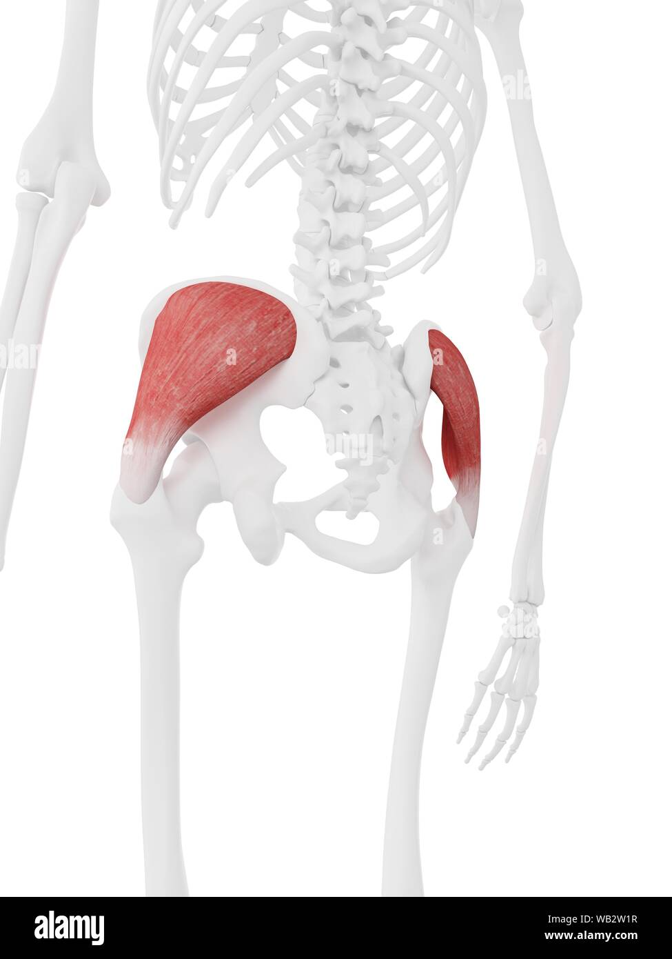 Le muscle moyen fessier, illustration de l'ordinateur Photo Stock - Alamy