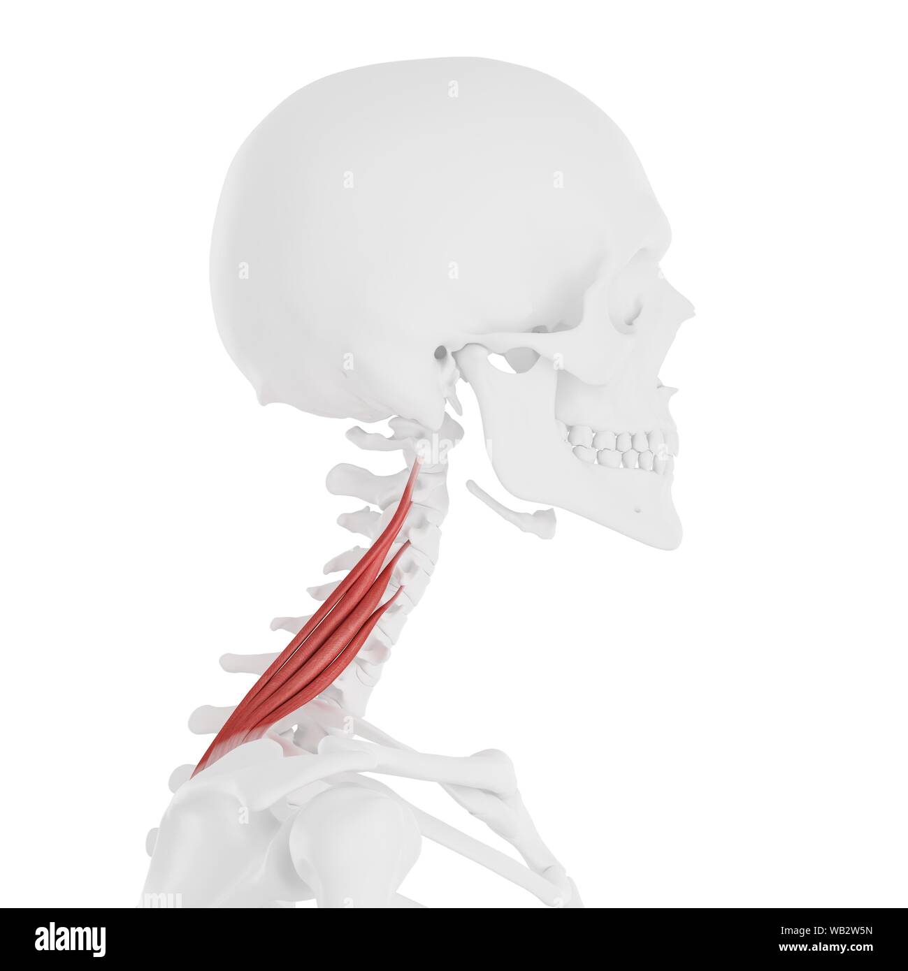 Muscle Releveur Scapulaire Banque d'image et photos - Alamy