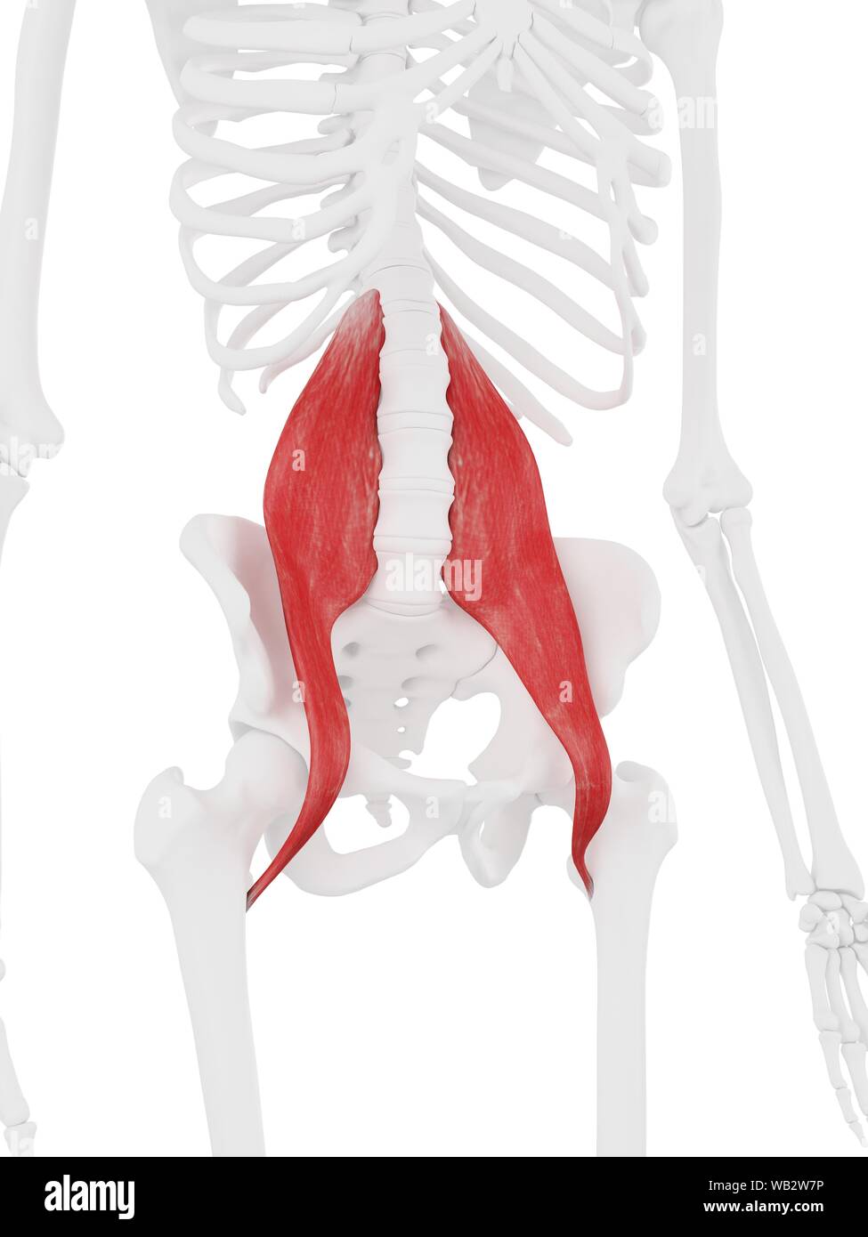 Ou se trouve le muscle du psoas Banque d'images détourées - Alamy