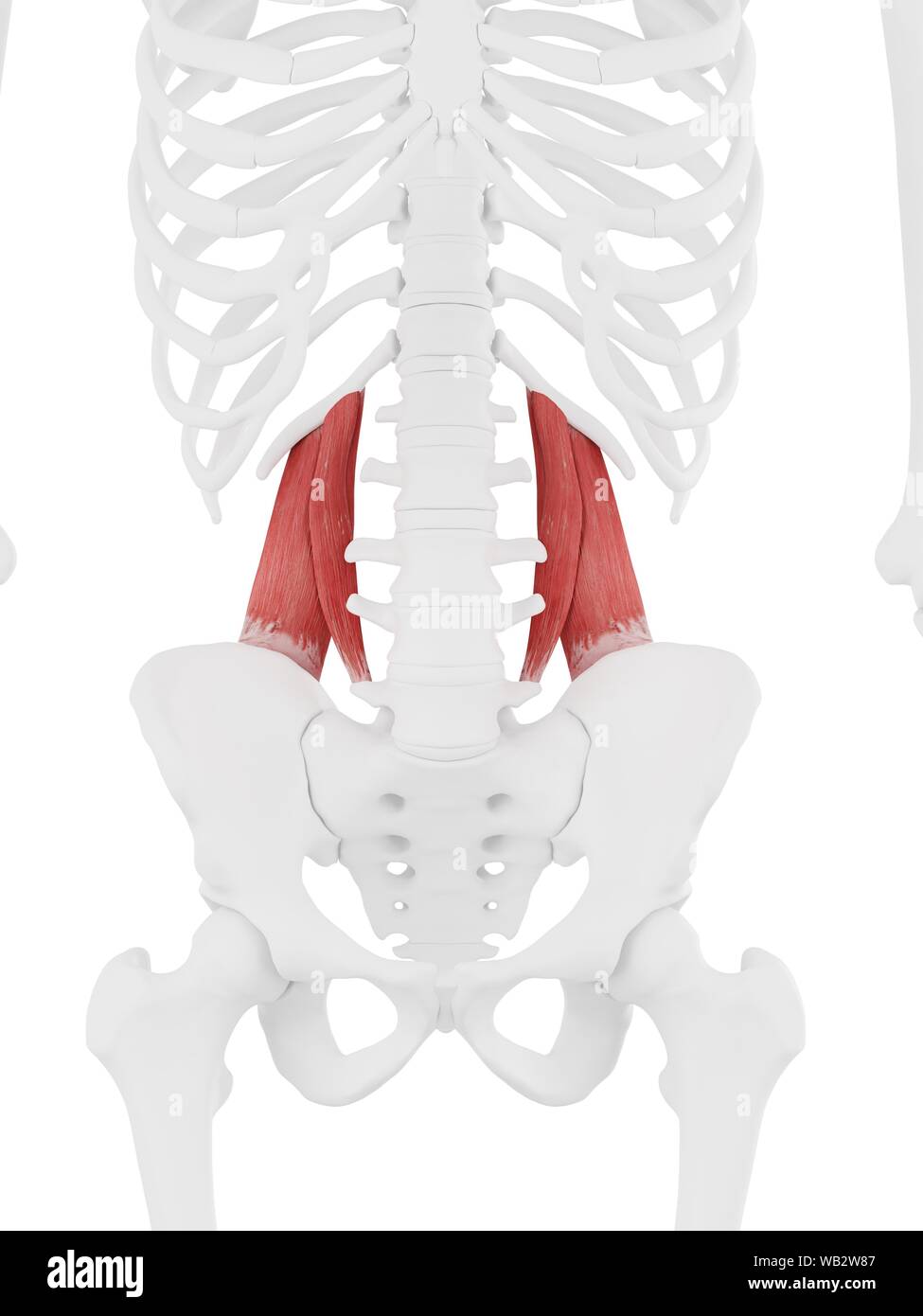 Muscle quadratus lumborum Banque de photographies et d’images à haute ...