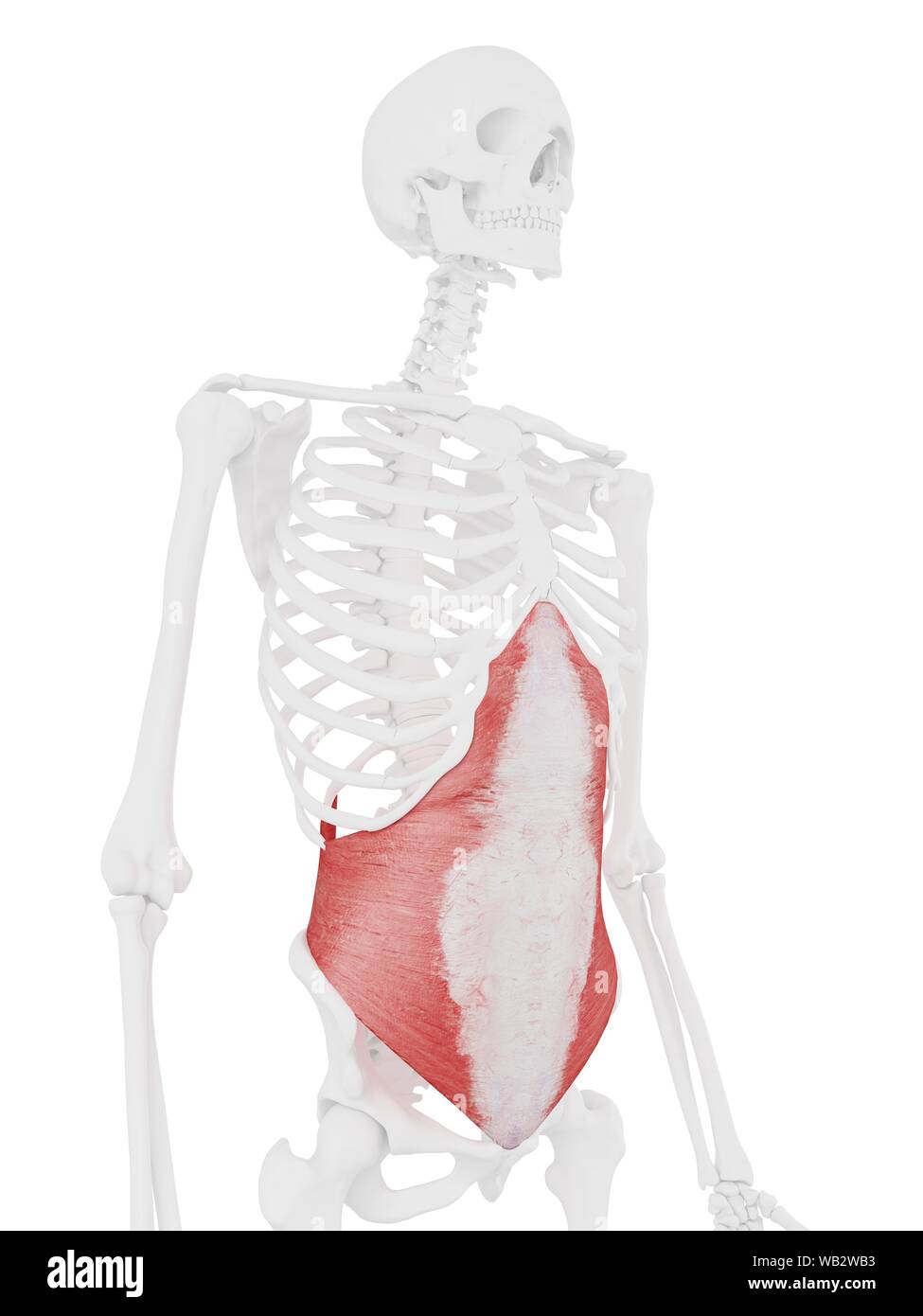 Muscle transverse de l'ordinateur, l'illustration Photo Stock - Alamy