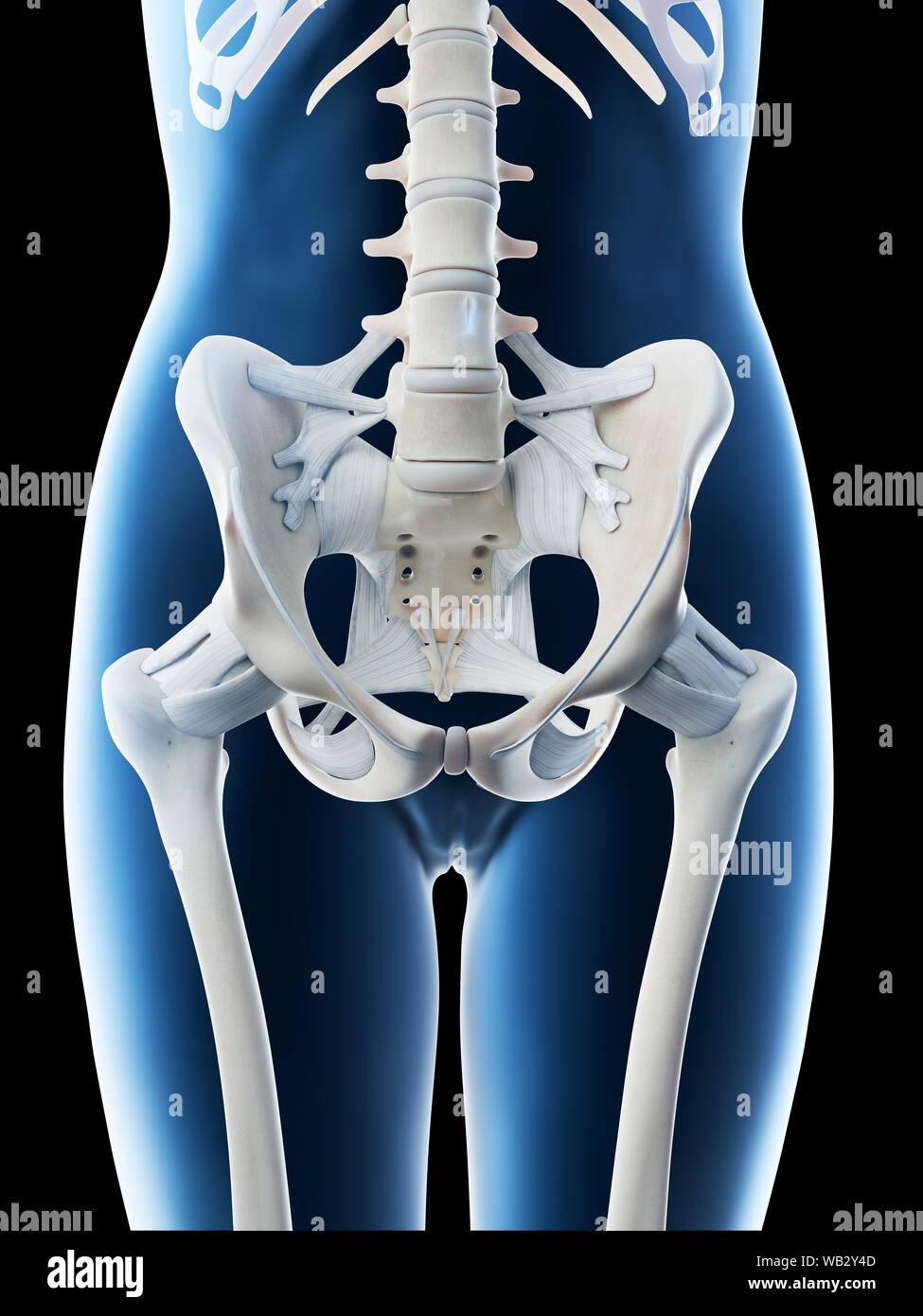 Anatomie du bassin de la femme Banque de photographies et d’images à ...