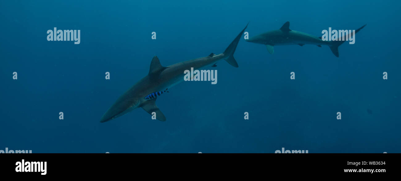 Avec poisson pilote Banque de photographies et d’images à haute ...