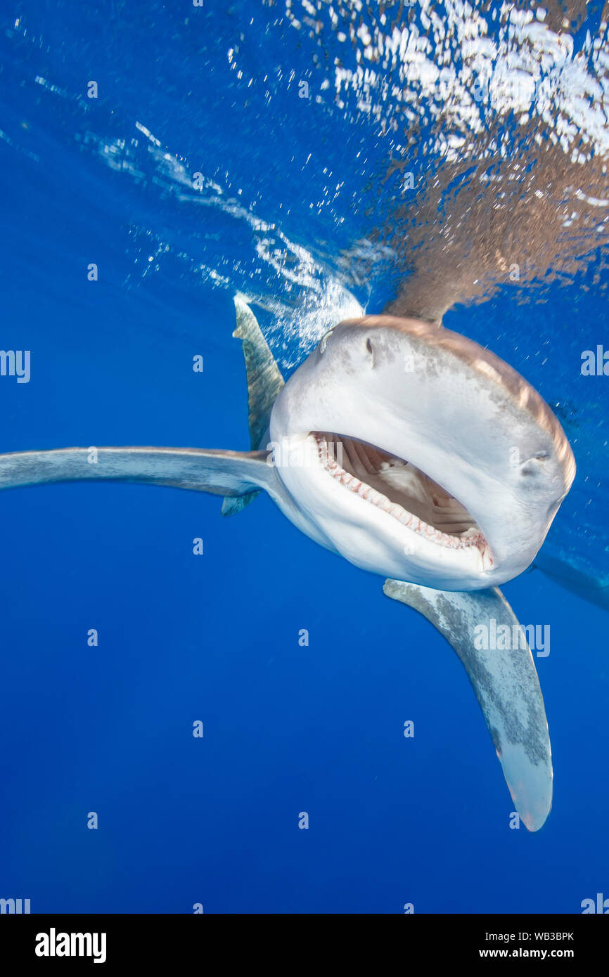 Requin chat Banque de photographies et d’images à haute résolution - Alamy