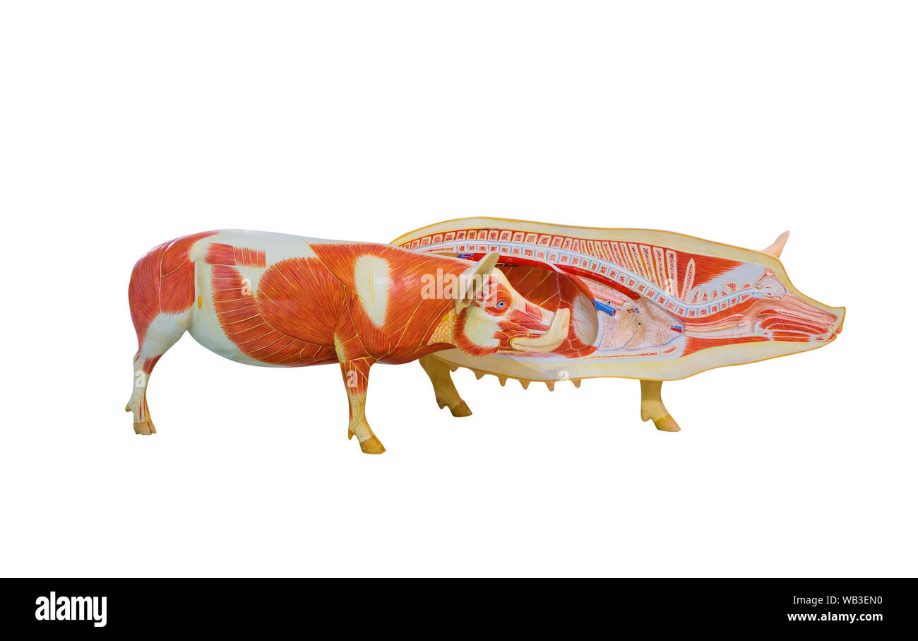 Parties du corps de porc Banque de photographies et d’images à haute ...