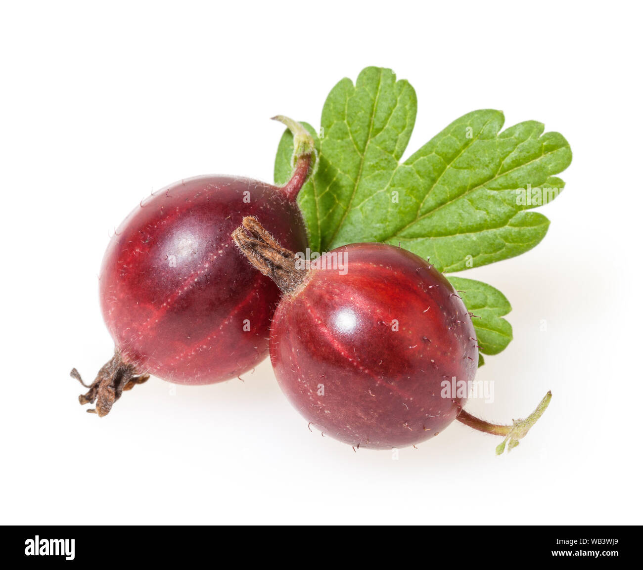 Feuille de groseille Banque d'image et photos - Alamy