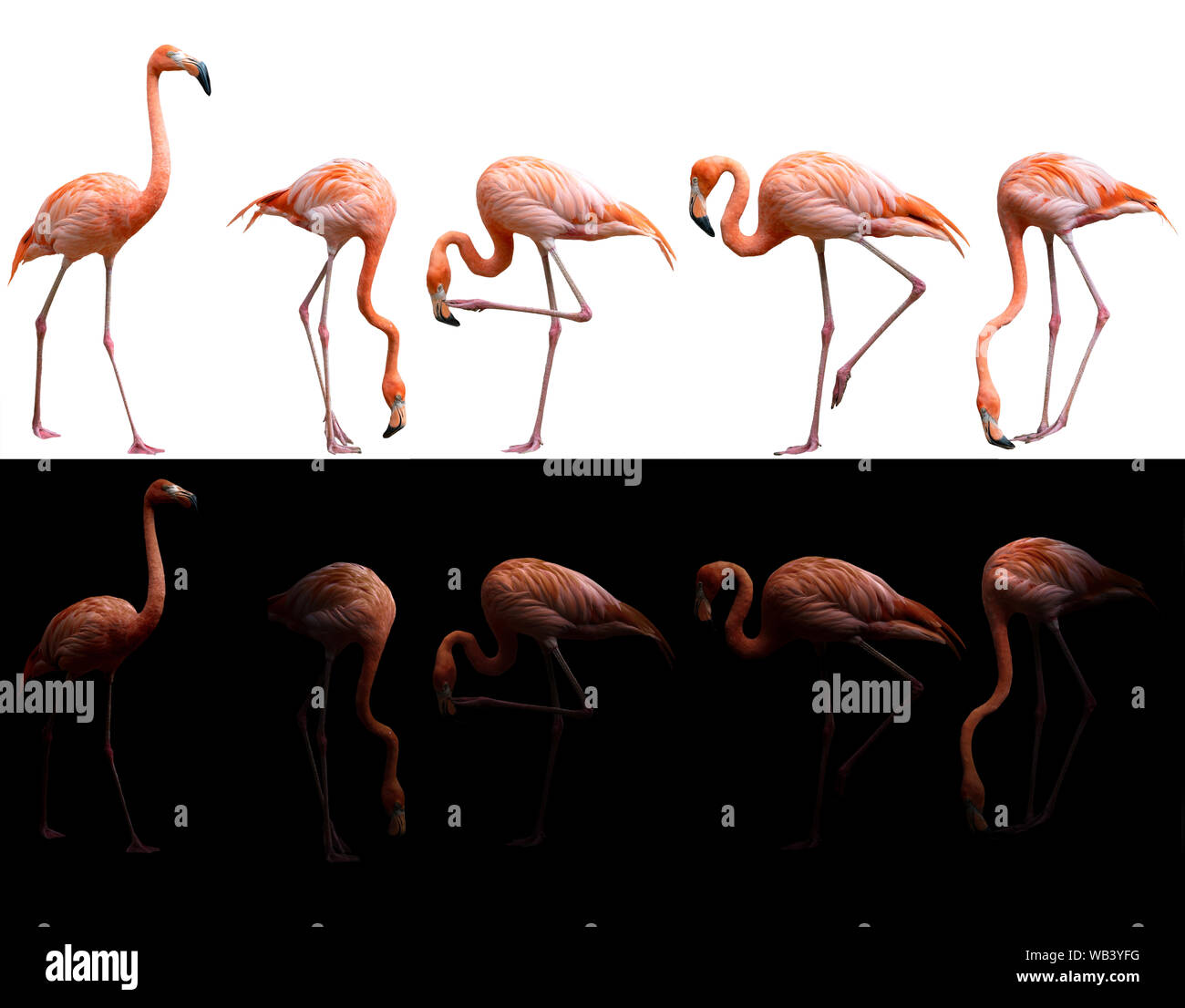 Oiseau flamant rose Banque de photographies et d’images à haute ...