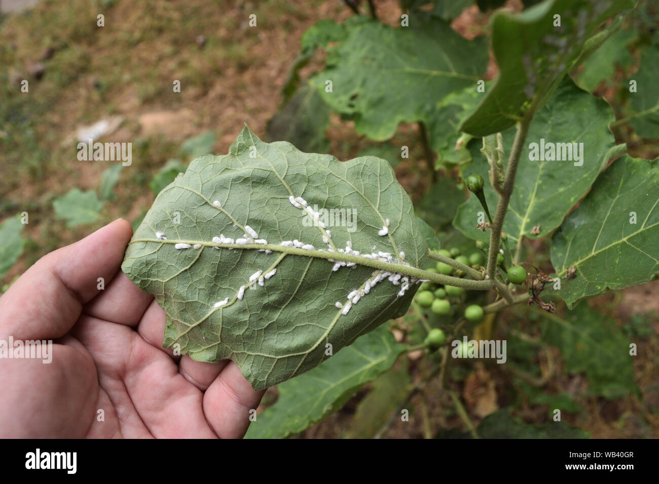 Cochenille Farineuse Banque d'image et photos - Page 5 - Alamy