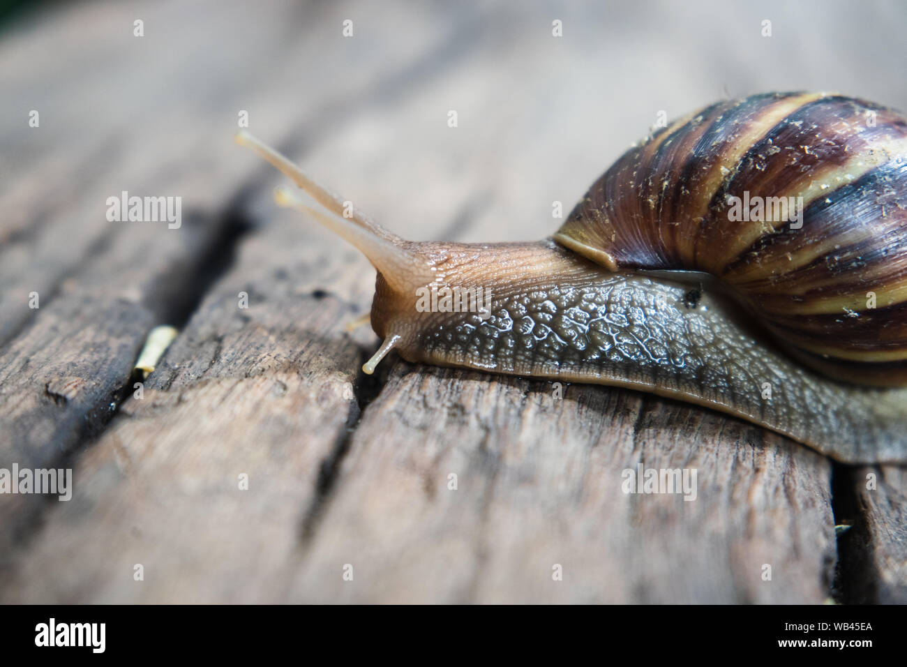 Escargot géant africain Banque de photographies et d’images à haute ...