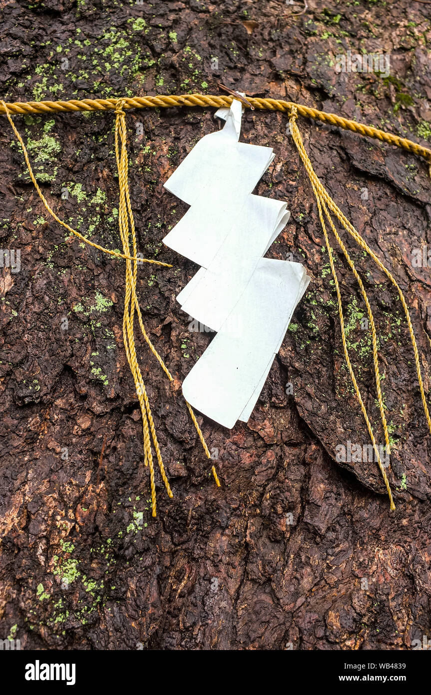 Bande de papier shide appelé attaché à un shimenawa, autour d'un tronc ...