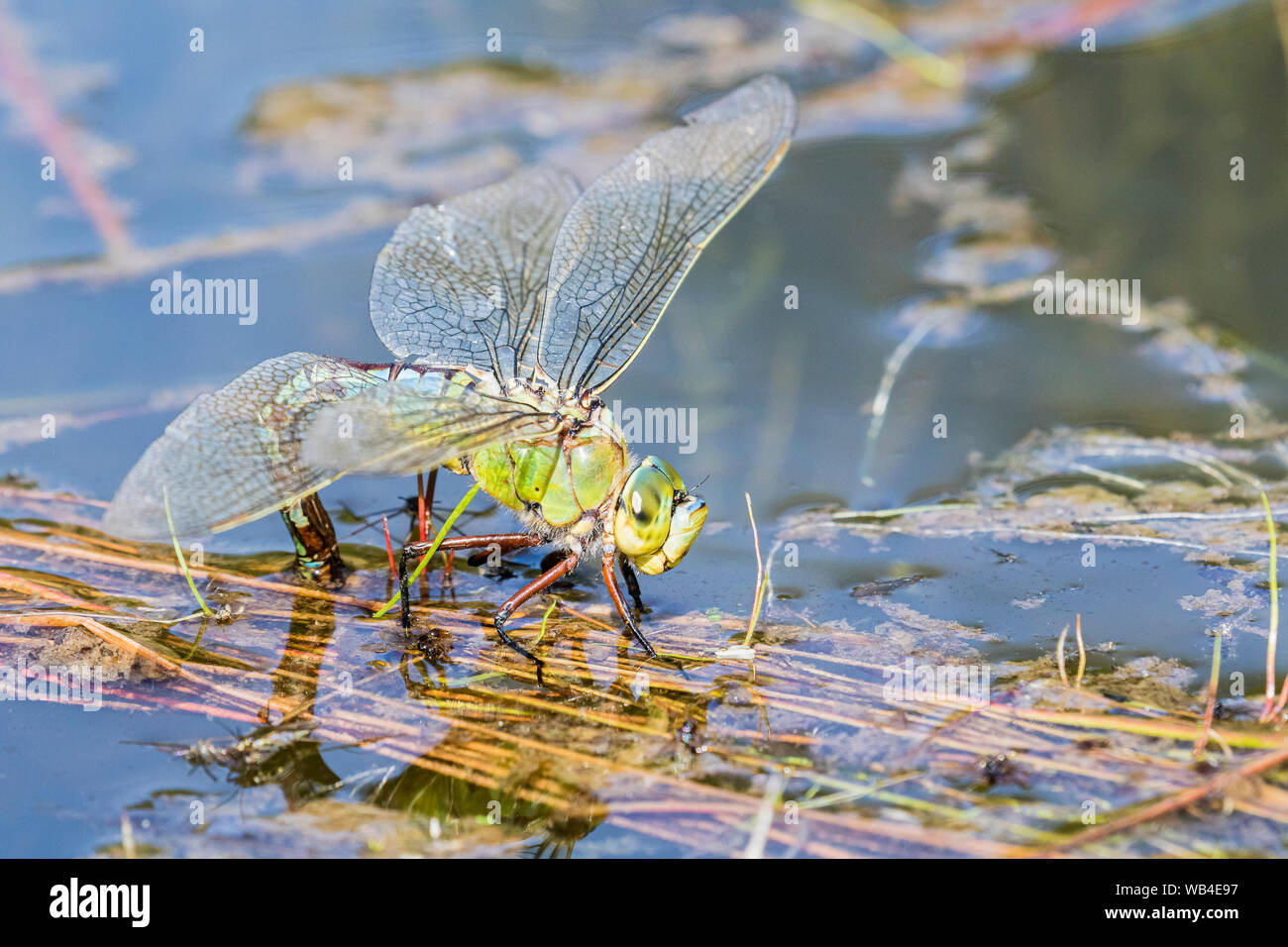L'empereur libellule femelle en ponte dans une piscine dans le jardin au milieu de galles le ...