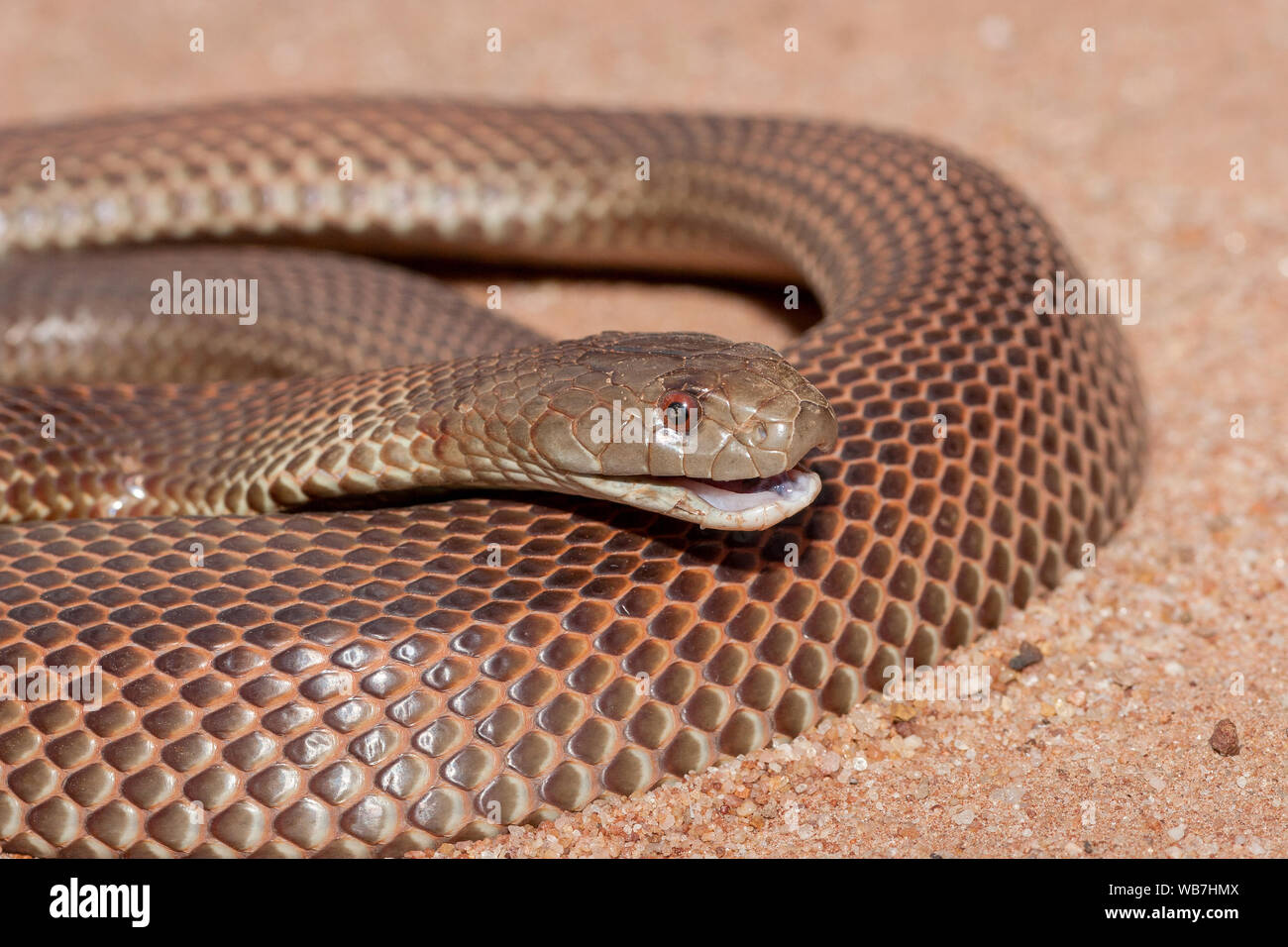 Mulga snake Banque de photographies et d’images à haute résolution - Alamy