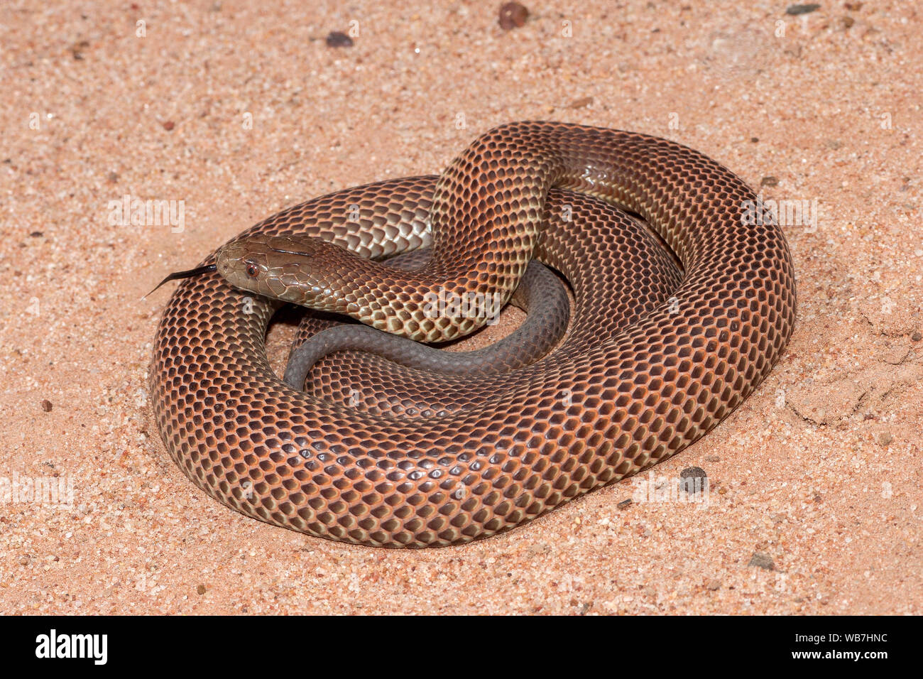 Mulga snake Banque de photographies et d’images à haute résolution - Alamy